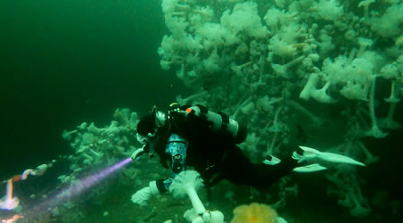 Scuba Diving In British Columbia & Vancouver Island