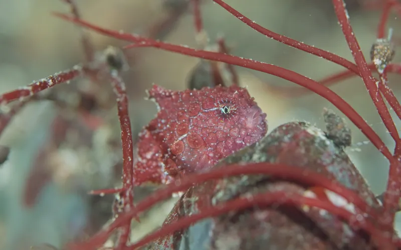 Red Pacific Spiny Lumpsucker at Night – 4K Macro Footage