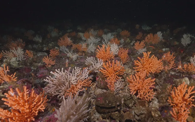 Salish Sea Marine Life 4K Underwater Stock Footage