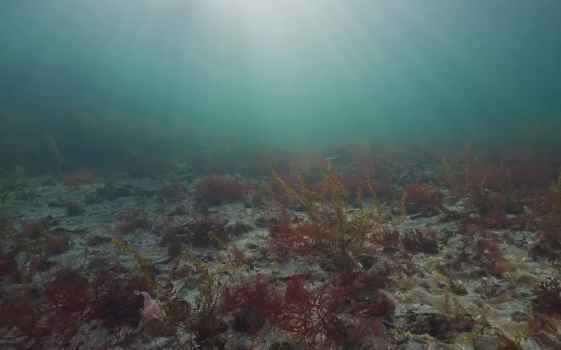 Sunlit Eelgrass in Shallow Bay – 4K Underwater Footage
