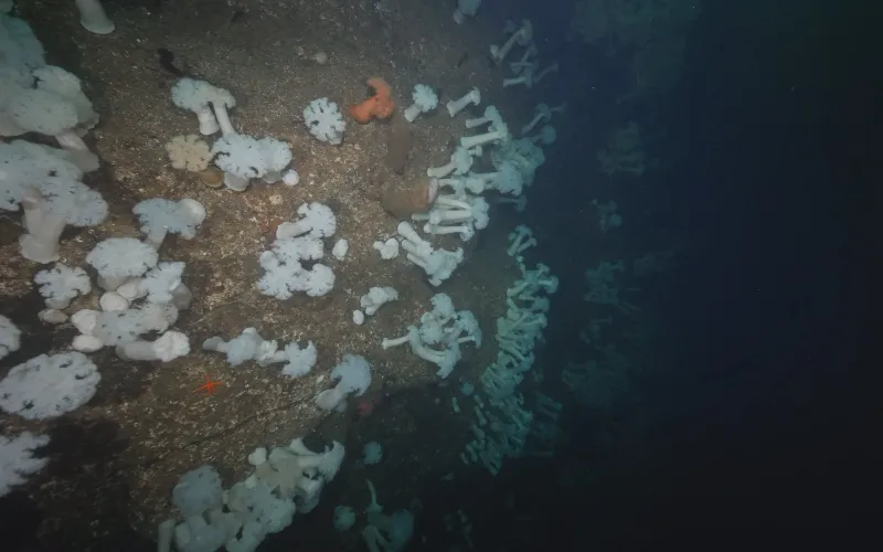 Deep Wall With Anemones and Sponges – 4K Gabriola Island
