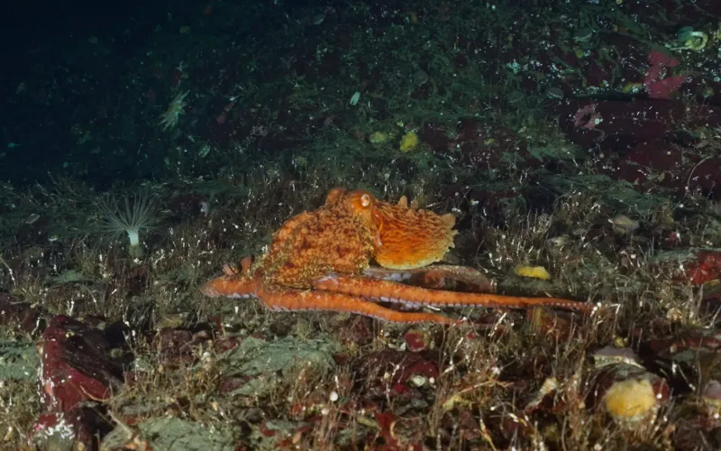 Giant Pacific Octopus Crawling at Night – 4K Stock Footage