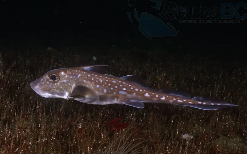 Spotted Ratfish Or Chimaera On A Night Dive - 4K Footage