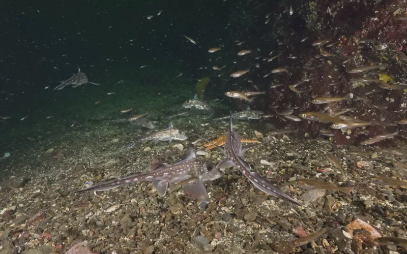 Rare School of Spotted Ratfish With Juvenile Cod in 4K