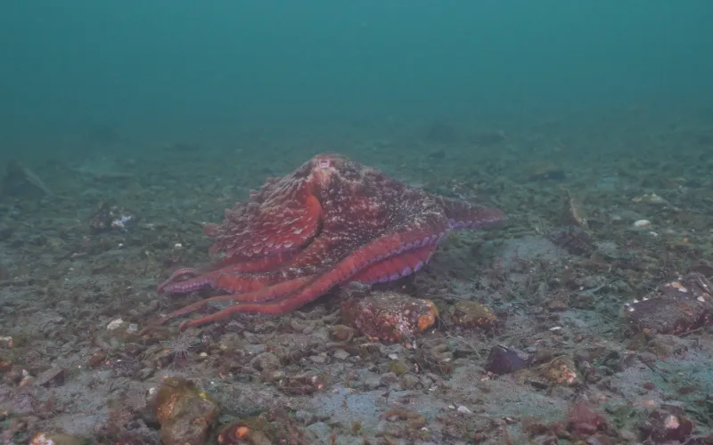 Giant Pacific Octopus Crawling in Shallow Bay - 4K Footage