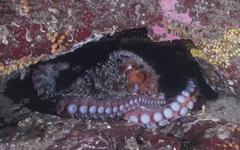 Octopus in Cave on Deep Wall Slowly Stretches in 4K