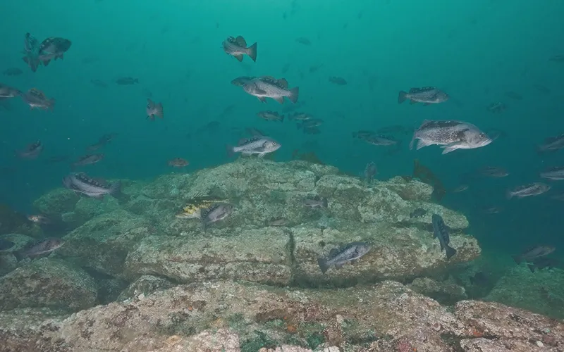 School of Black Rockfish at 5 Fathom Rock | 4K Stock Footage